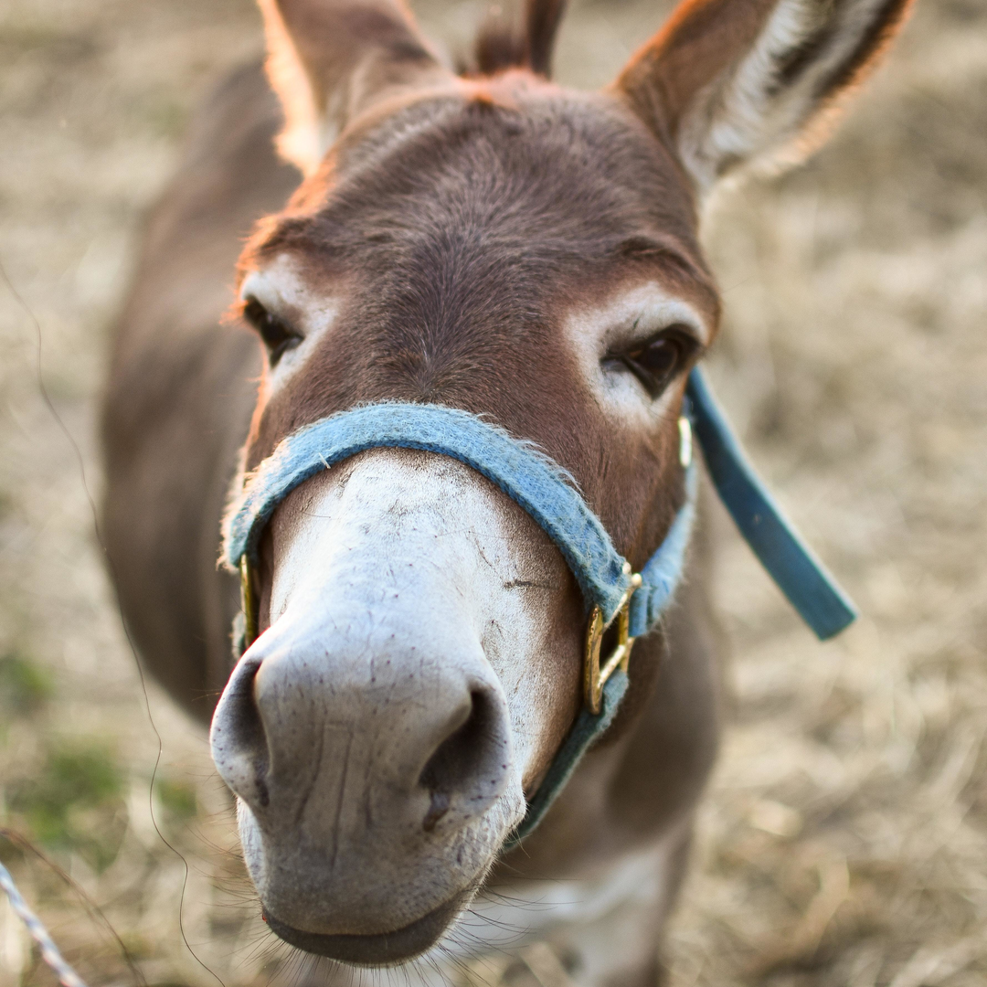 Jackass the series – Teevolution